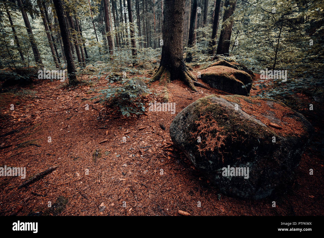 Natural Mixed Forest Stock Photo - Alamy