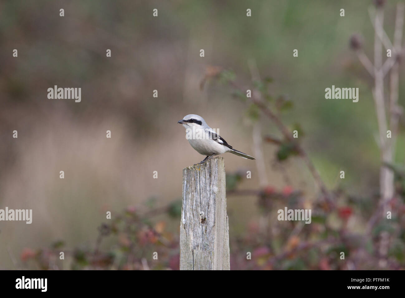 Great grey shrike hunting hi-res stock photography and images - Alamy