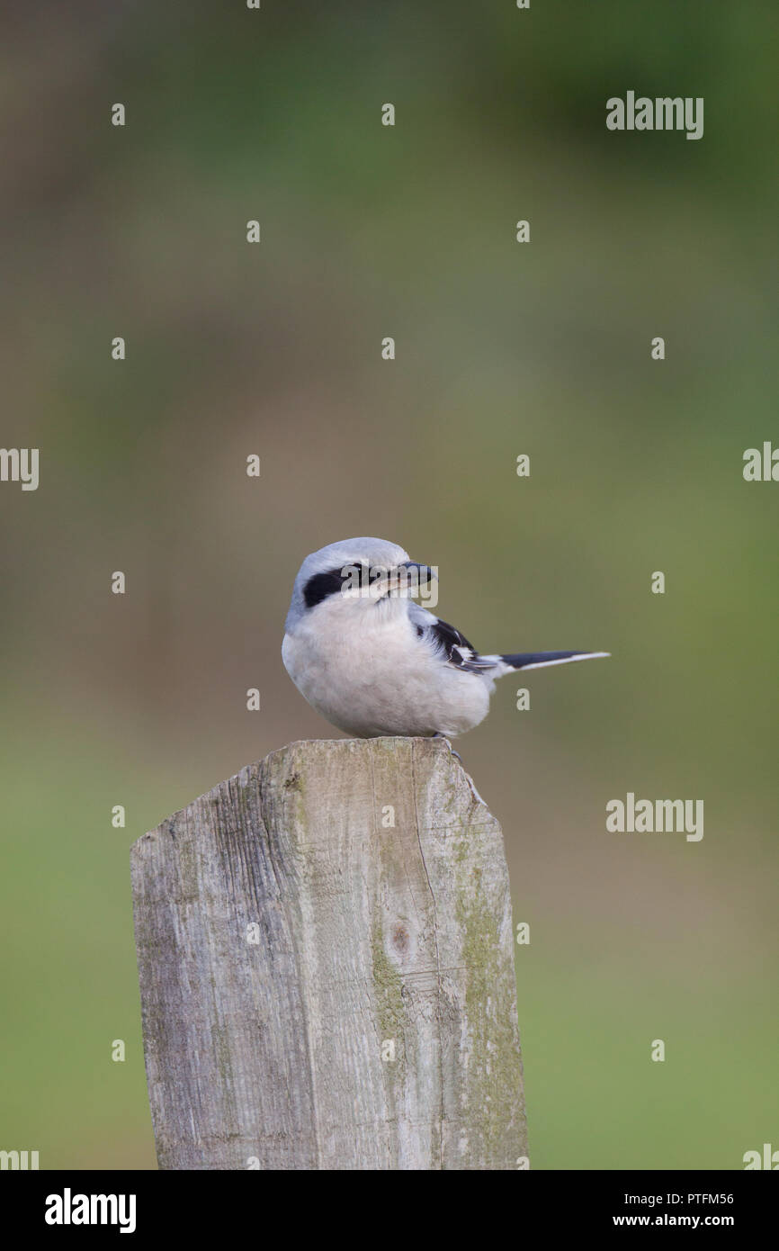 Great grey shrike larder hi-res stock photography and images - Alamy