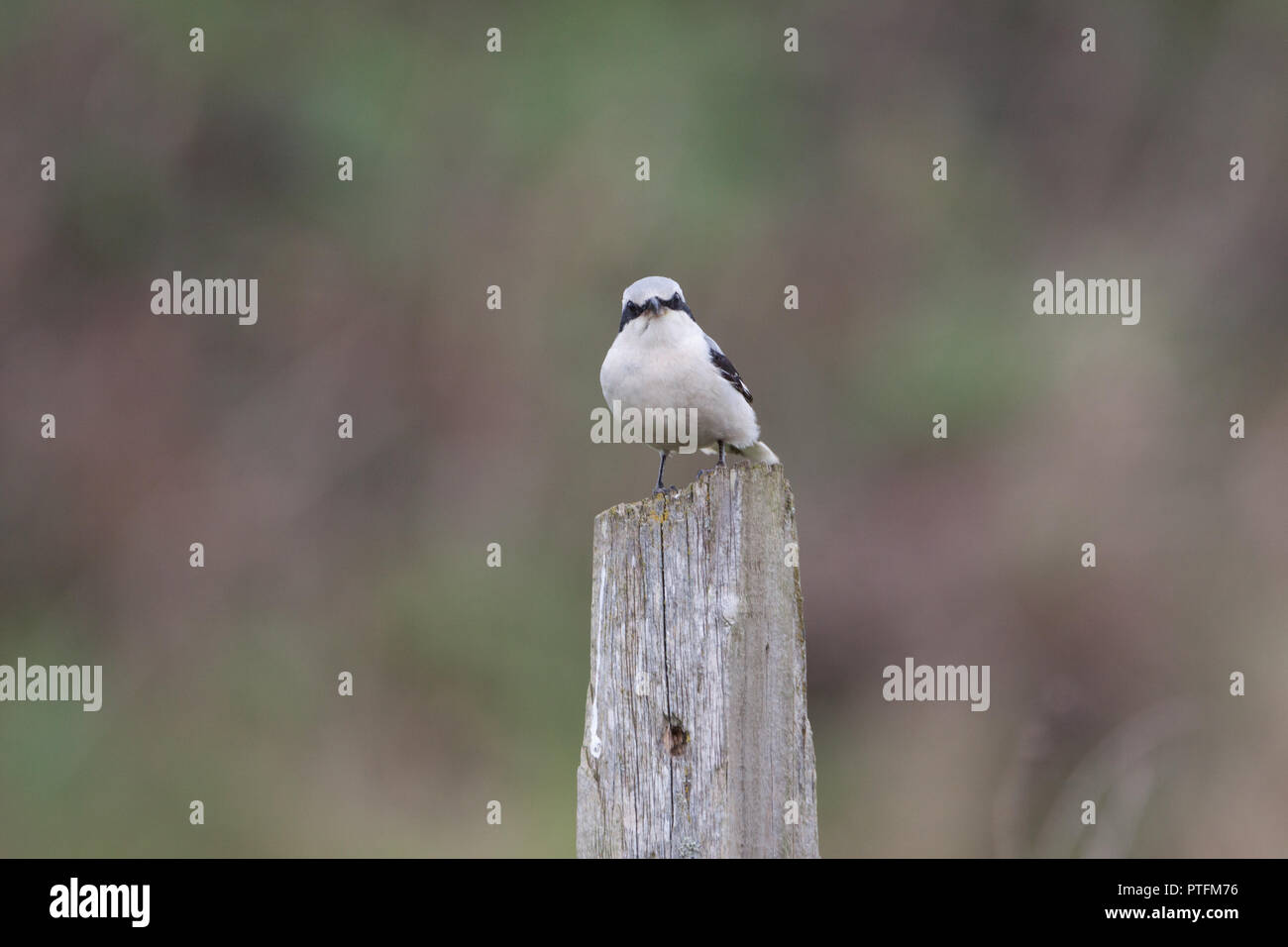 Great grey shrike larder uk hi-res stock photography and images - Alamy