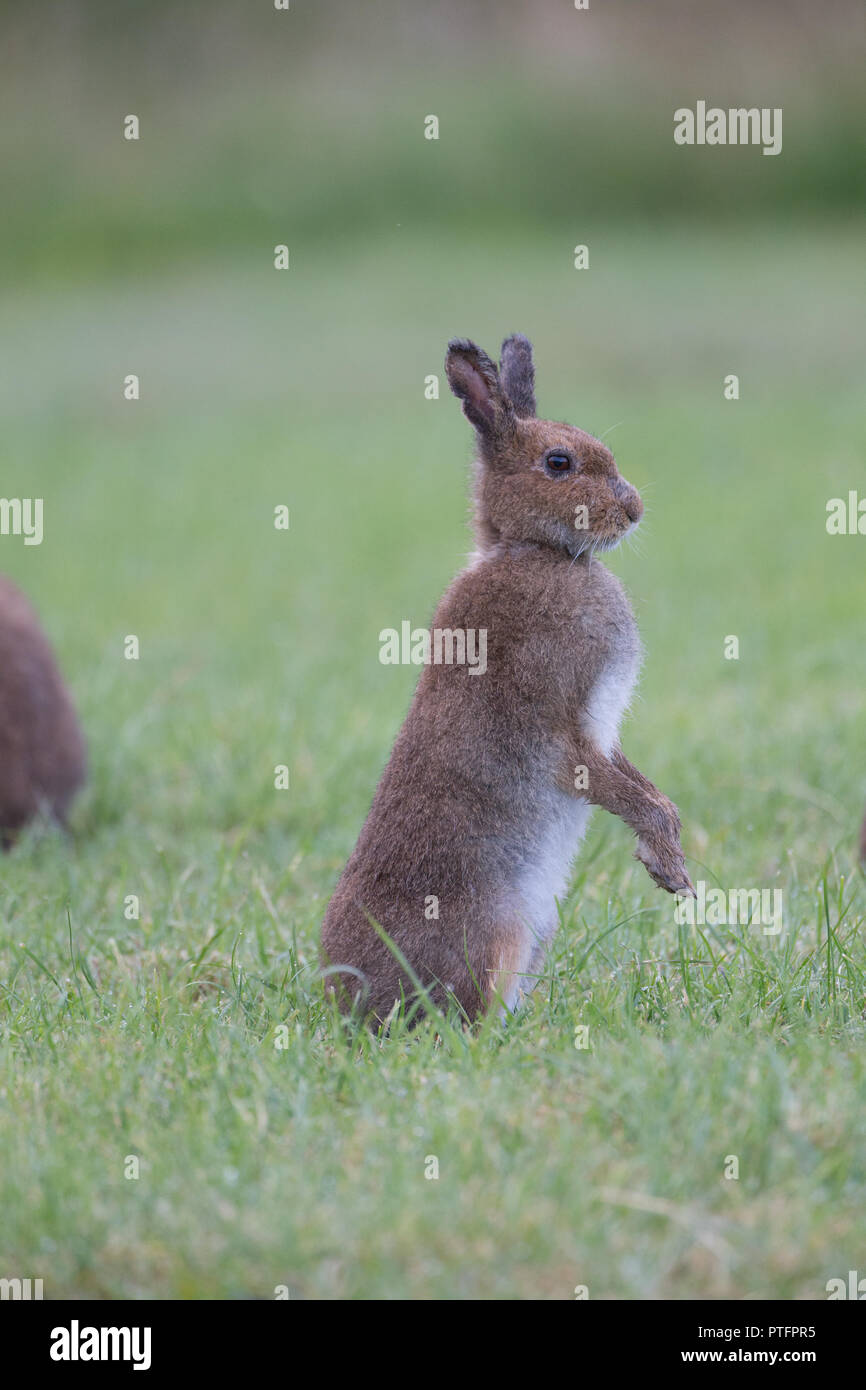 Irish Hare High Resolution Stock Photography and Images - Alamy