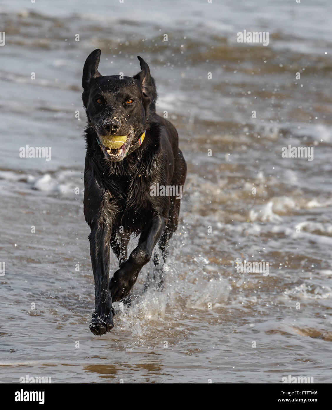 Labrador retriever dogs playing Stock Photo - Alamy