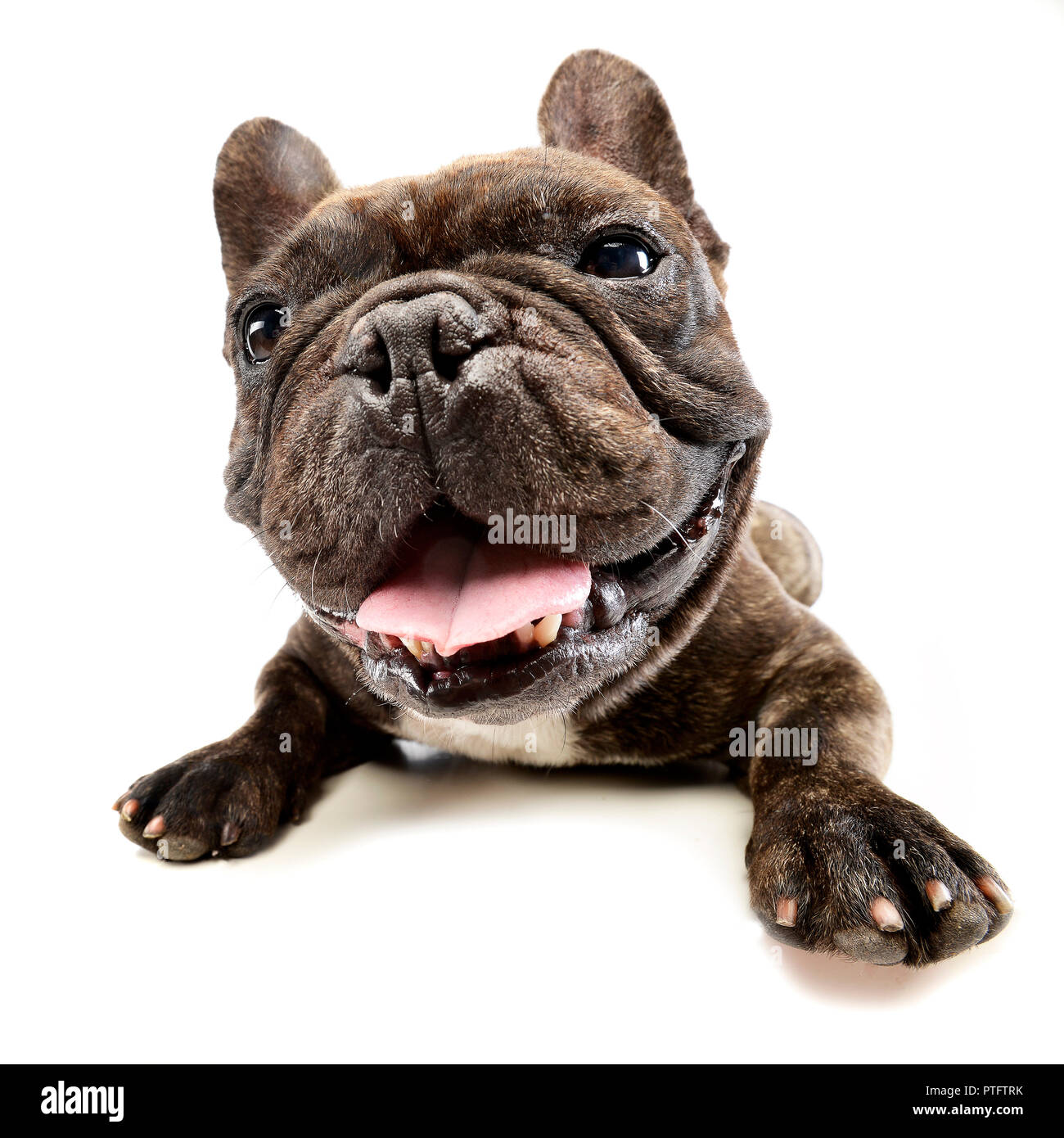Wide angle shot of an adorable French bulldog - studio shot, isolated ...