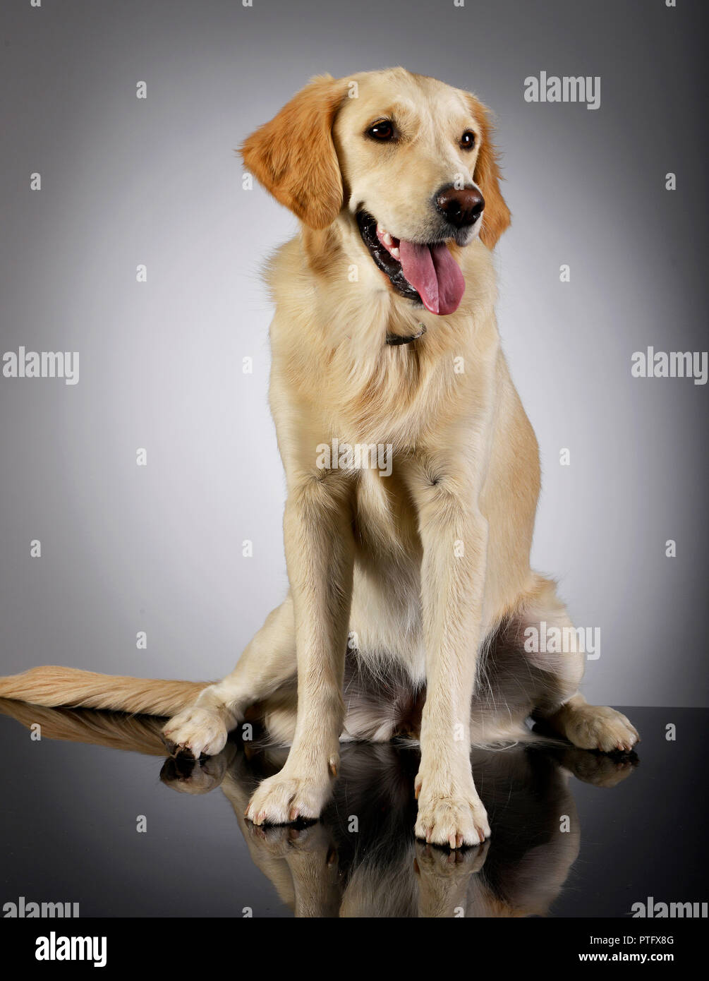 Studio shot of an adorable Golden retriever puppy sitting on grey ...