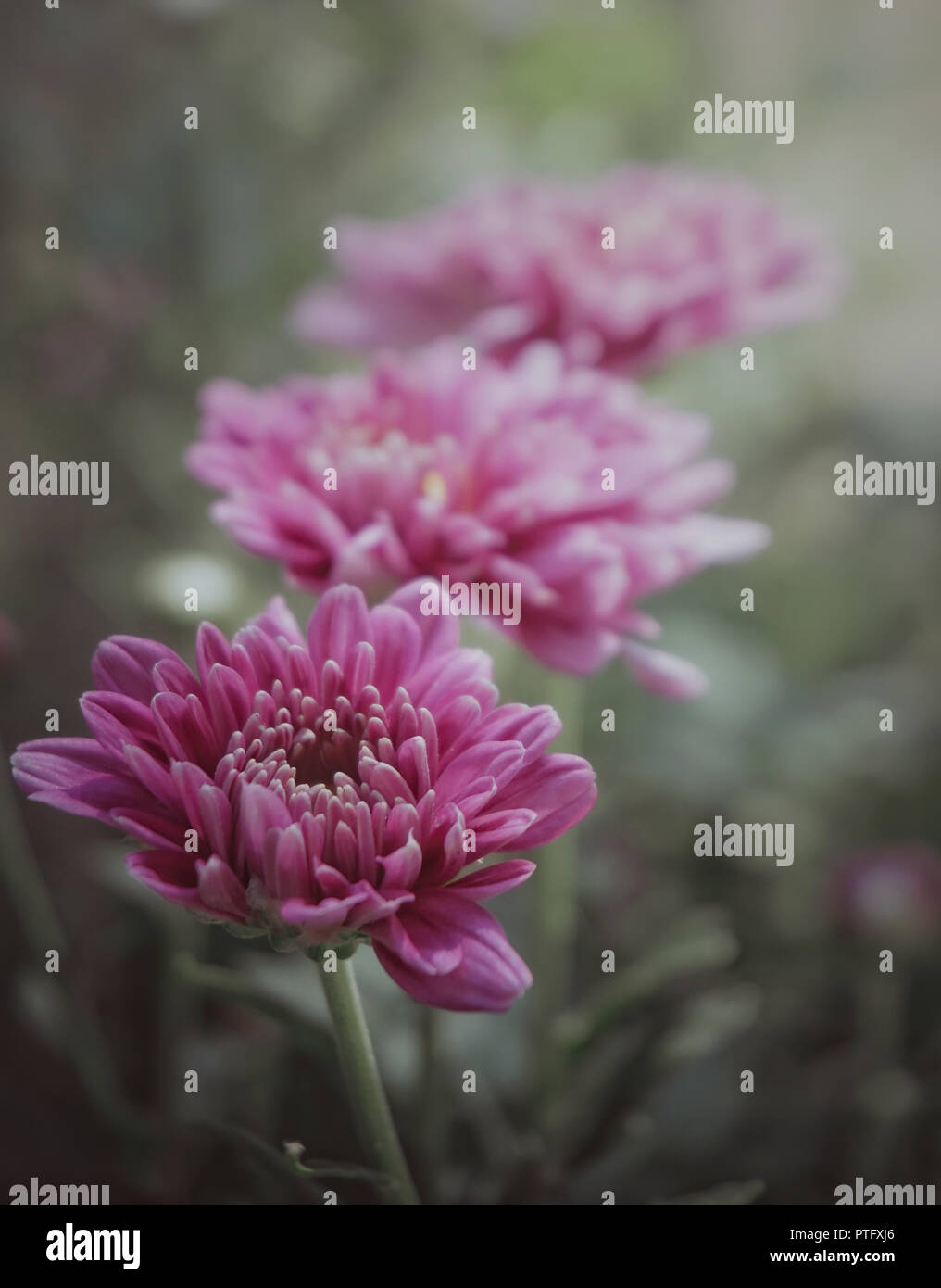 Bee heaven hi-res stock photography and images - Alamy