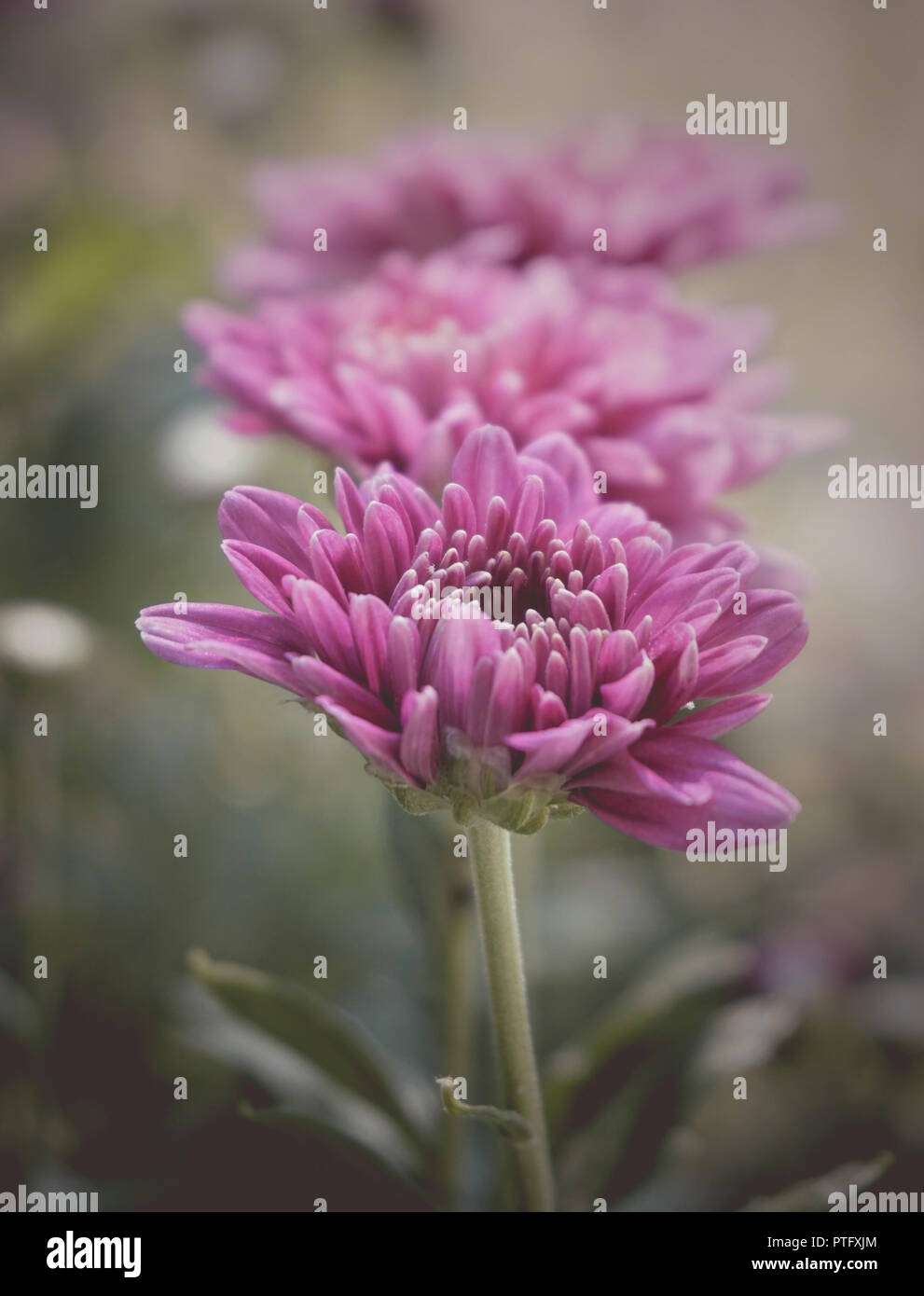 Backyard bee hi-res stock photography and images - Alamy