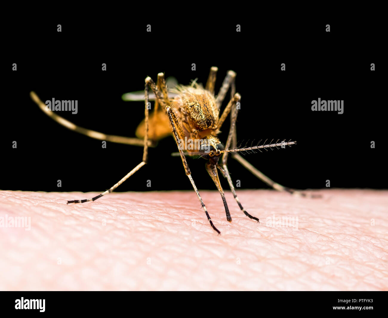 Yellow Fever, Malaria or Zika Virus Infected Mosquito Insect Bite ...