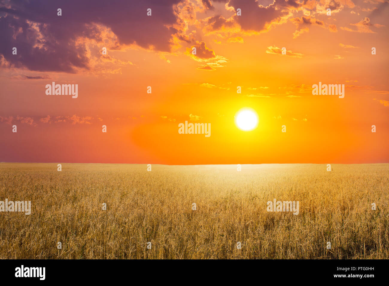 beautiful sunset over the wheat field Stock Photo - Alamy