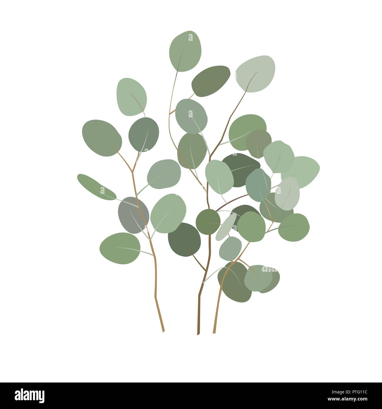 Vector eucalyptus or silver dollar plant branches. Hand painted ...