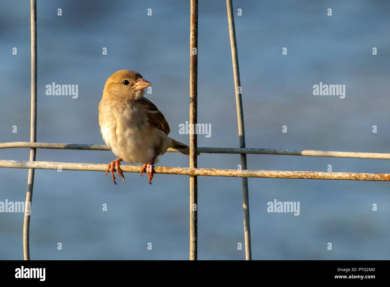 Juvenile house sparrow against blurred blue background Stock Photo - Alamy