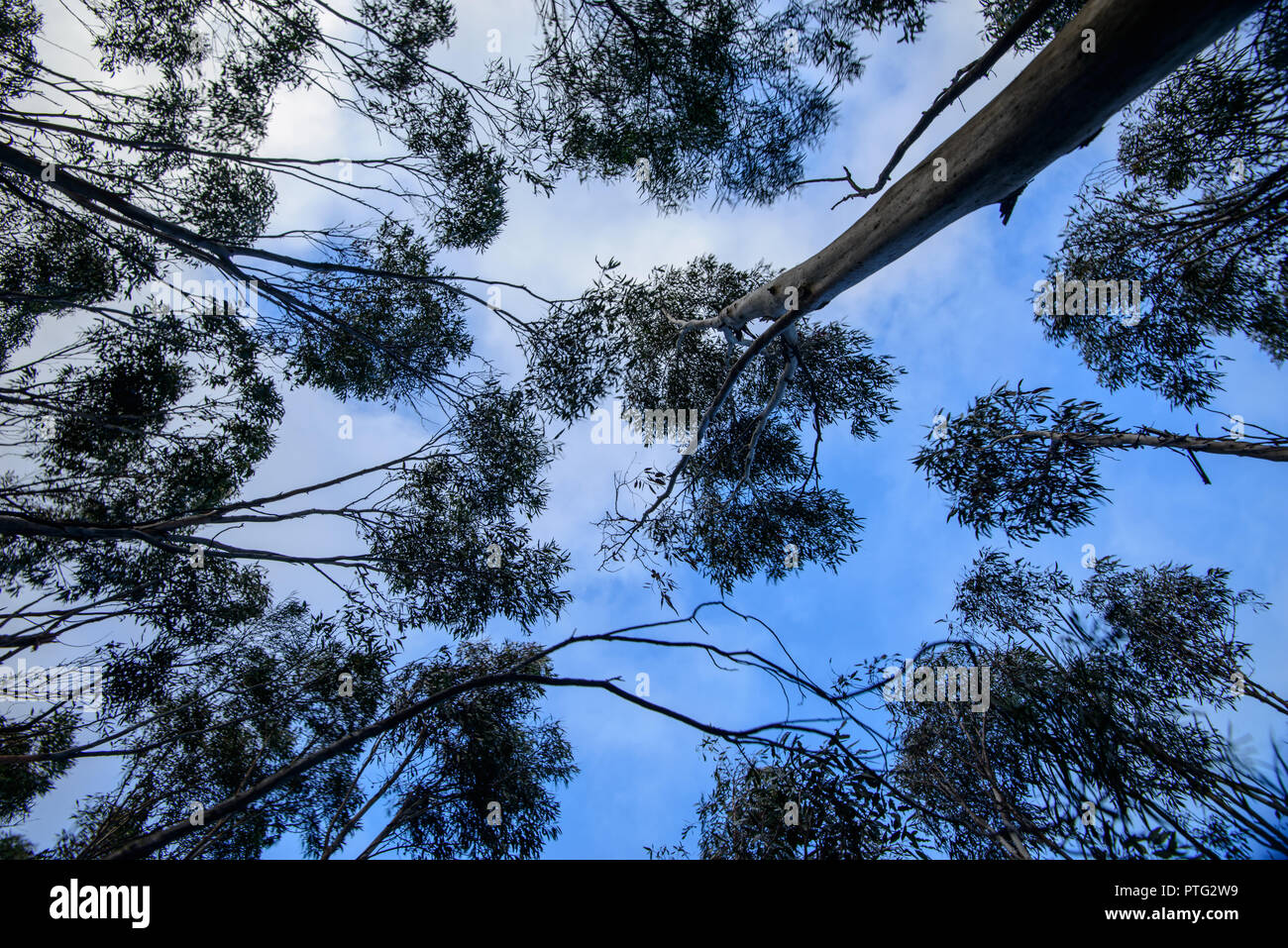 tree tops Eucalyptus forest ,Stirling Range National Park, Western ...