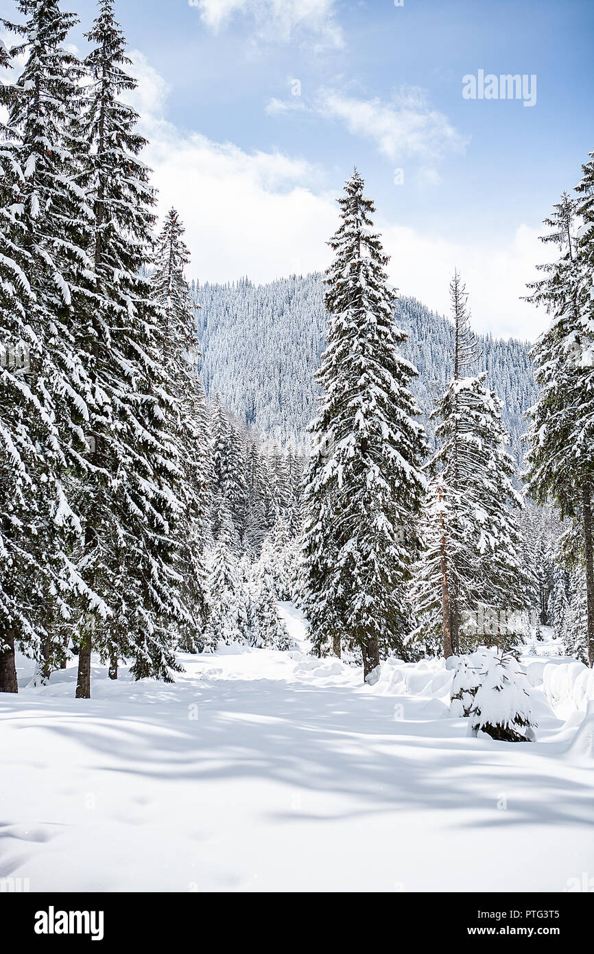 Snow covered tree tunnel arch hi-res stock photography and images - Alamy