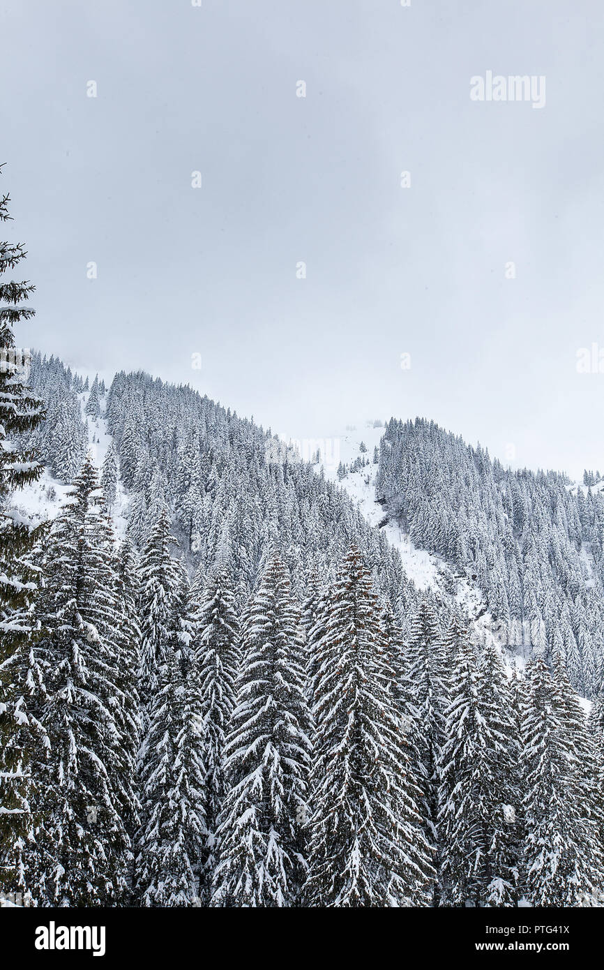 Snow falling over tree in forest hi-res stock photography and images ...