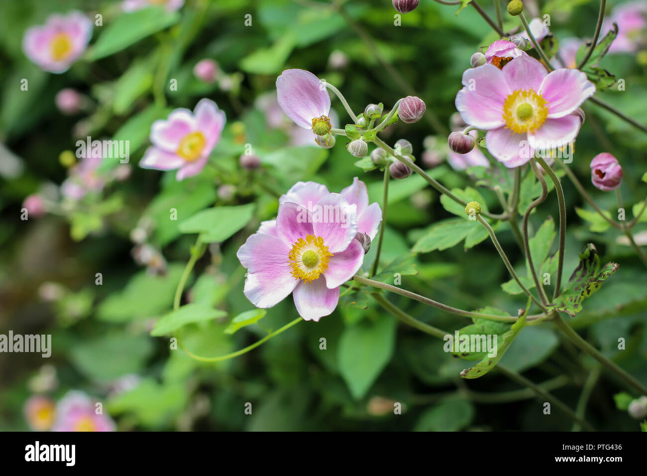 Pink flower of Chinese anemone / Anemone hupehensis in the garden in ...