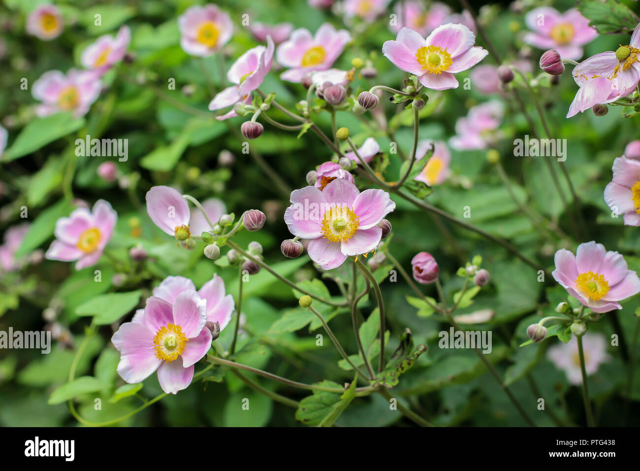 Pink flower of Chinese anemone / Anemone hupehensis in the garden in ...