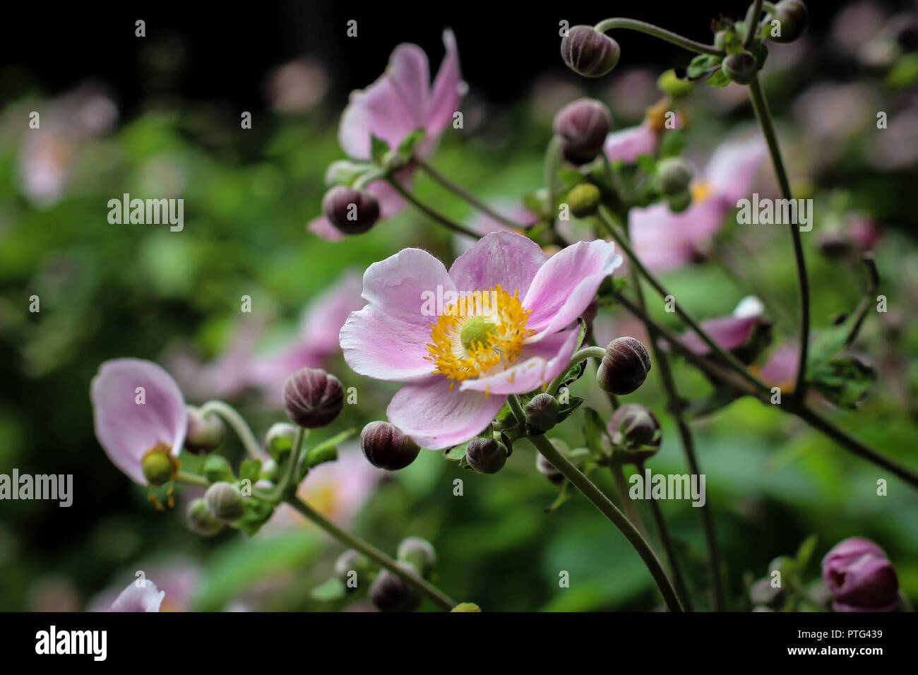 Pink flower of Chinese anemone / Anemone hupehensis in the garden in ...