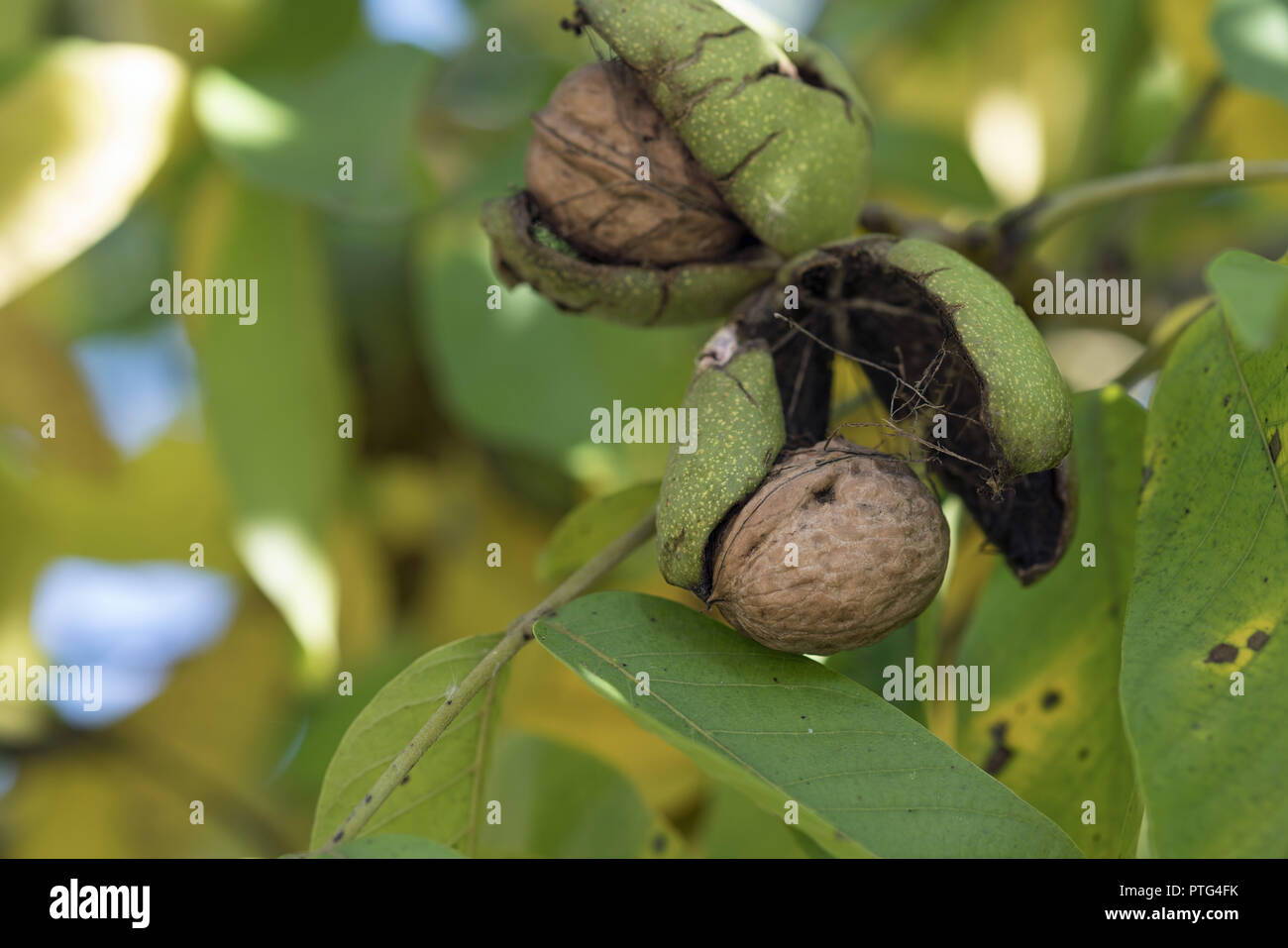 Cracking walnut fruits on the branch shown in close-up. Juglans regia ...