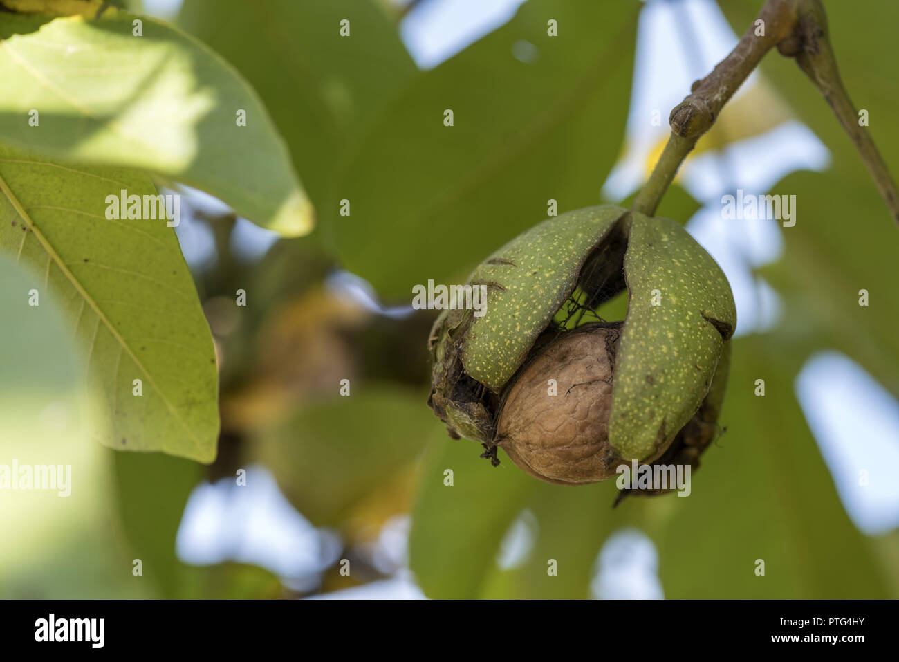 Cracking walnut fruits on the branch shown in close-up. Juglans regia ...