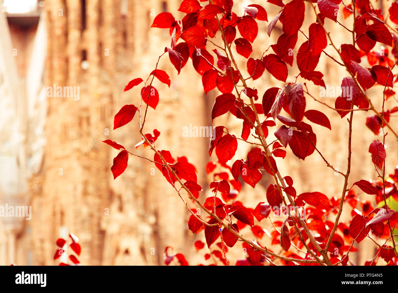 Impression of autumn in Barcelona city center, Spain Stock Photo - Alamy