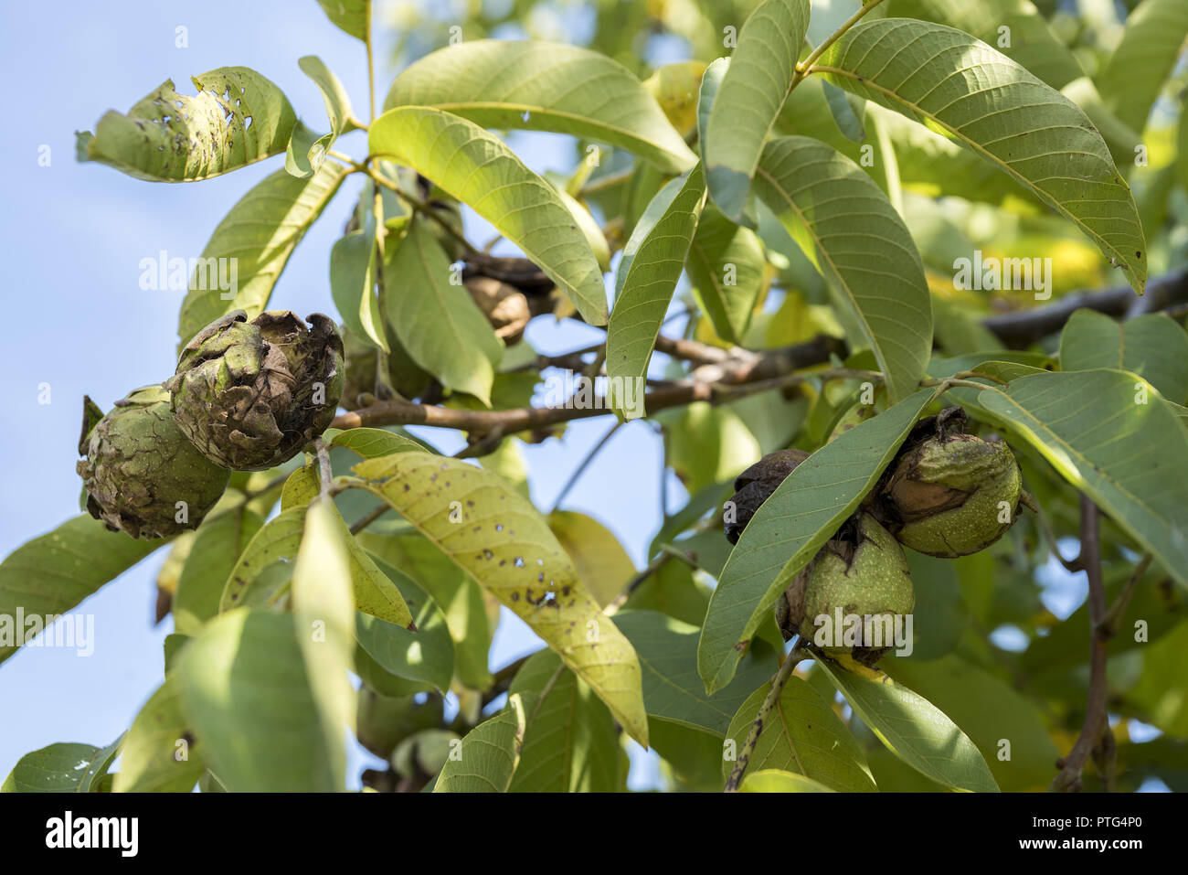 Cracking walnut fruits on the branch shown in close-up. Juglans regia ...