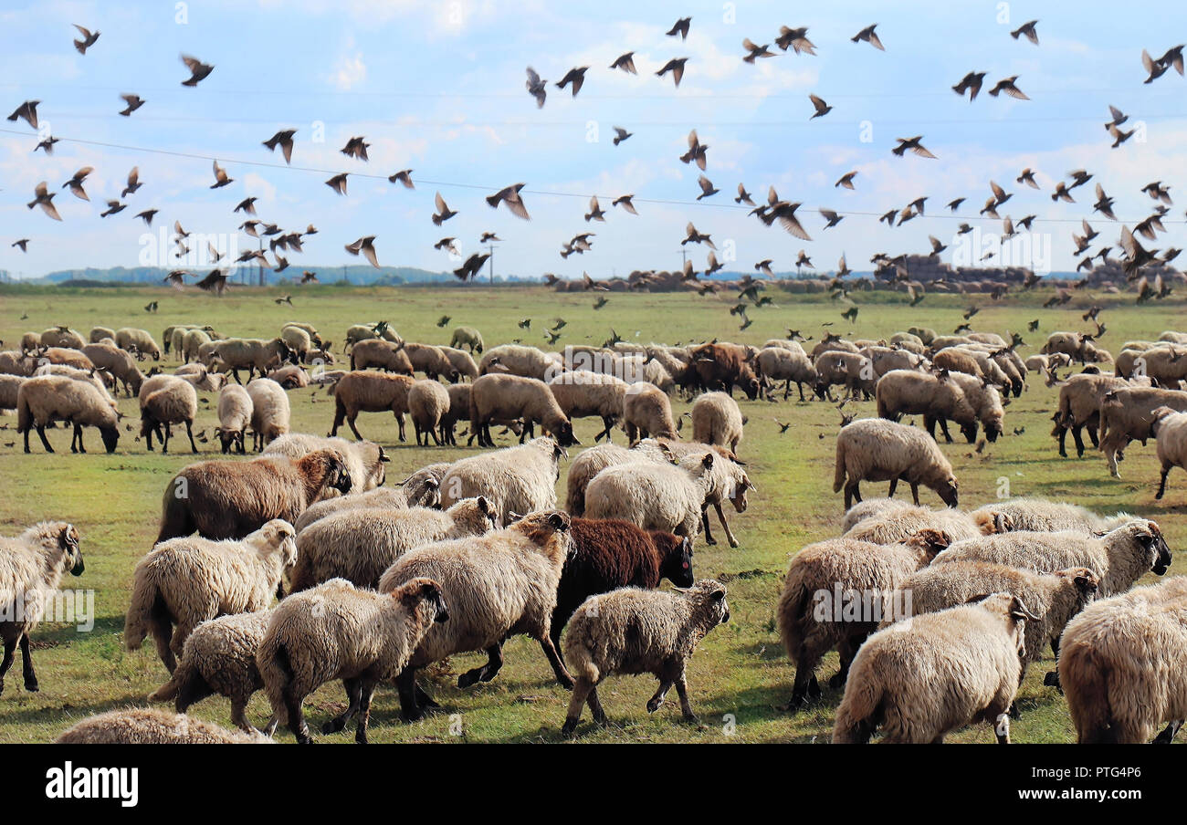 Sheep in the large field graze on grass with flock of birds flying on ...