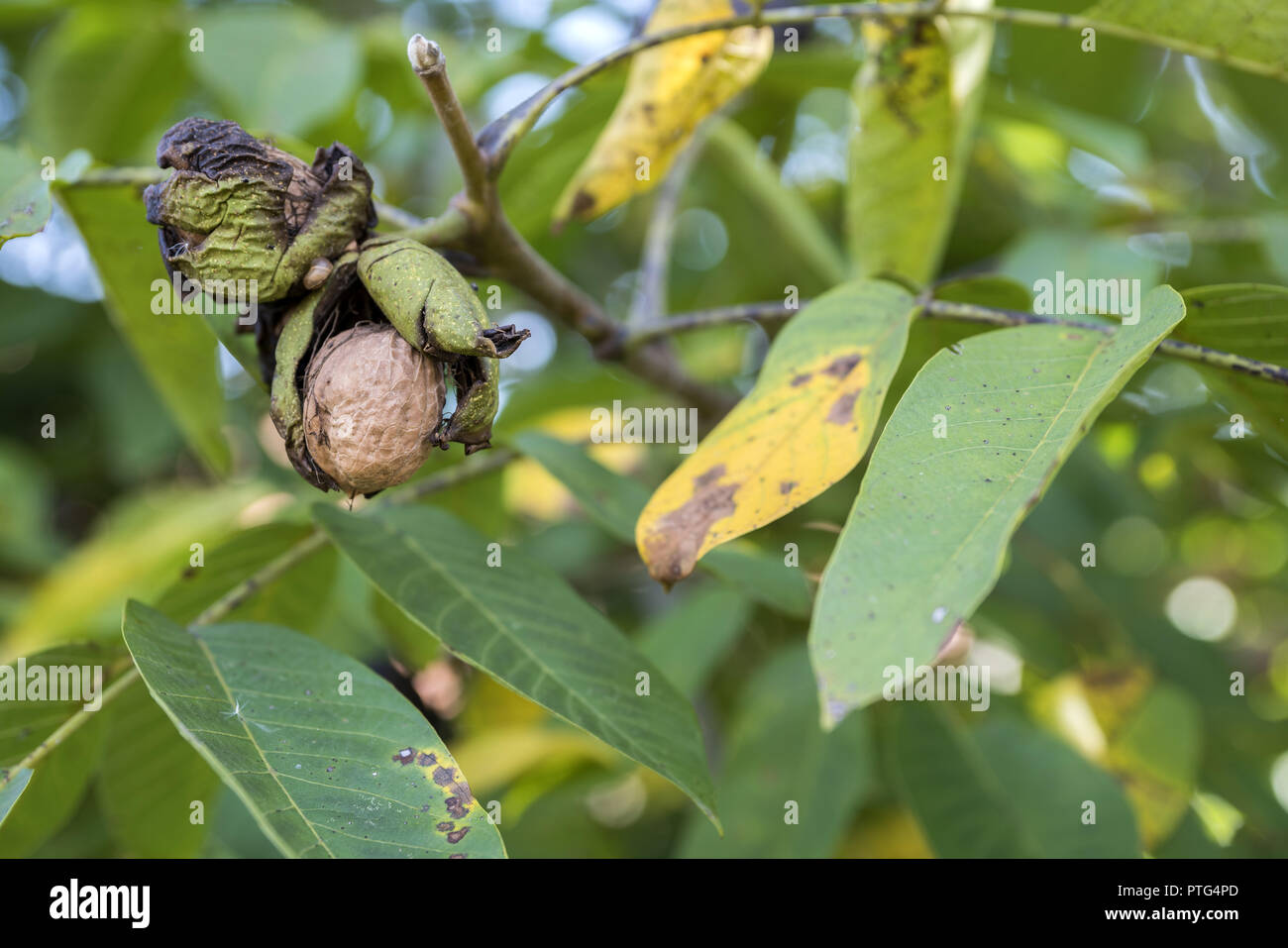 Cracking walnut fruits on the branch shown in close-up. Juglans regia ...