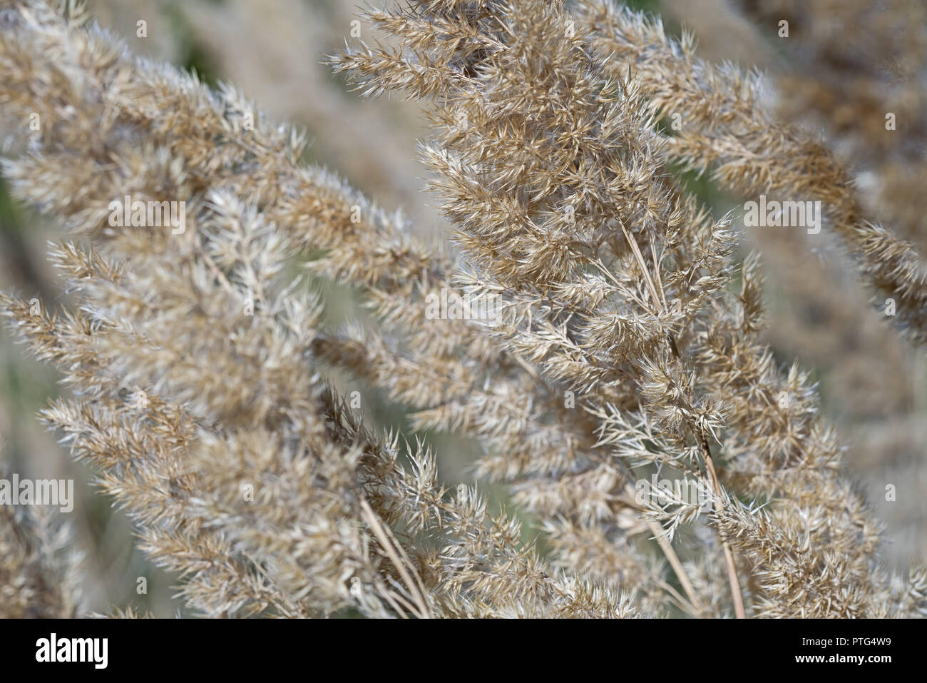 Grass sway hi-res stock photography and images - Alamy
