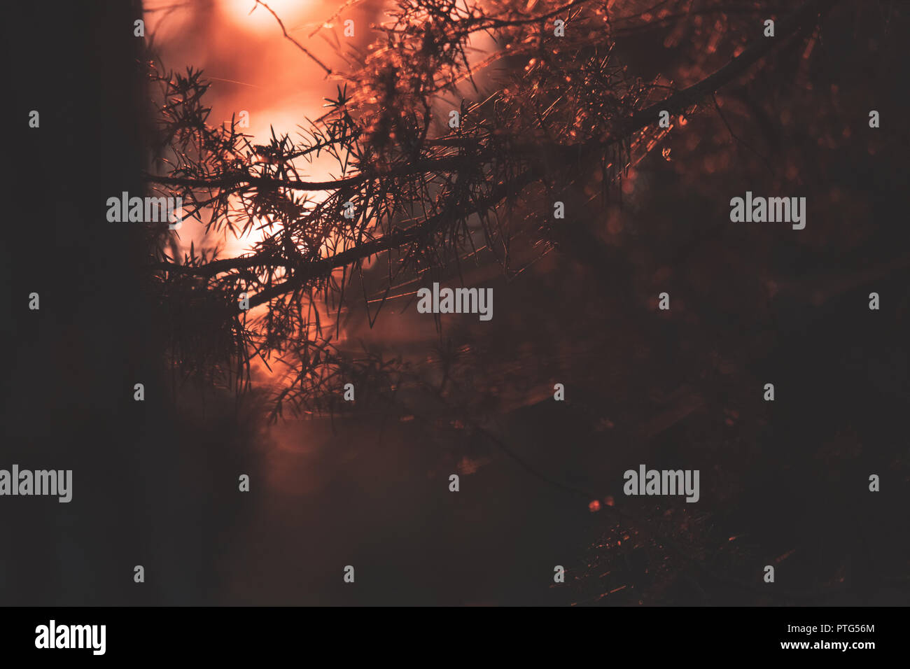colorful sunset by the lake with tree silhouettes and red sky in ...