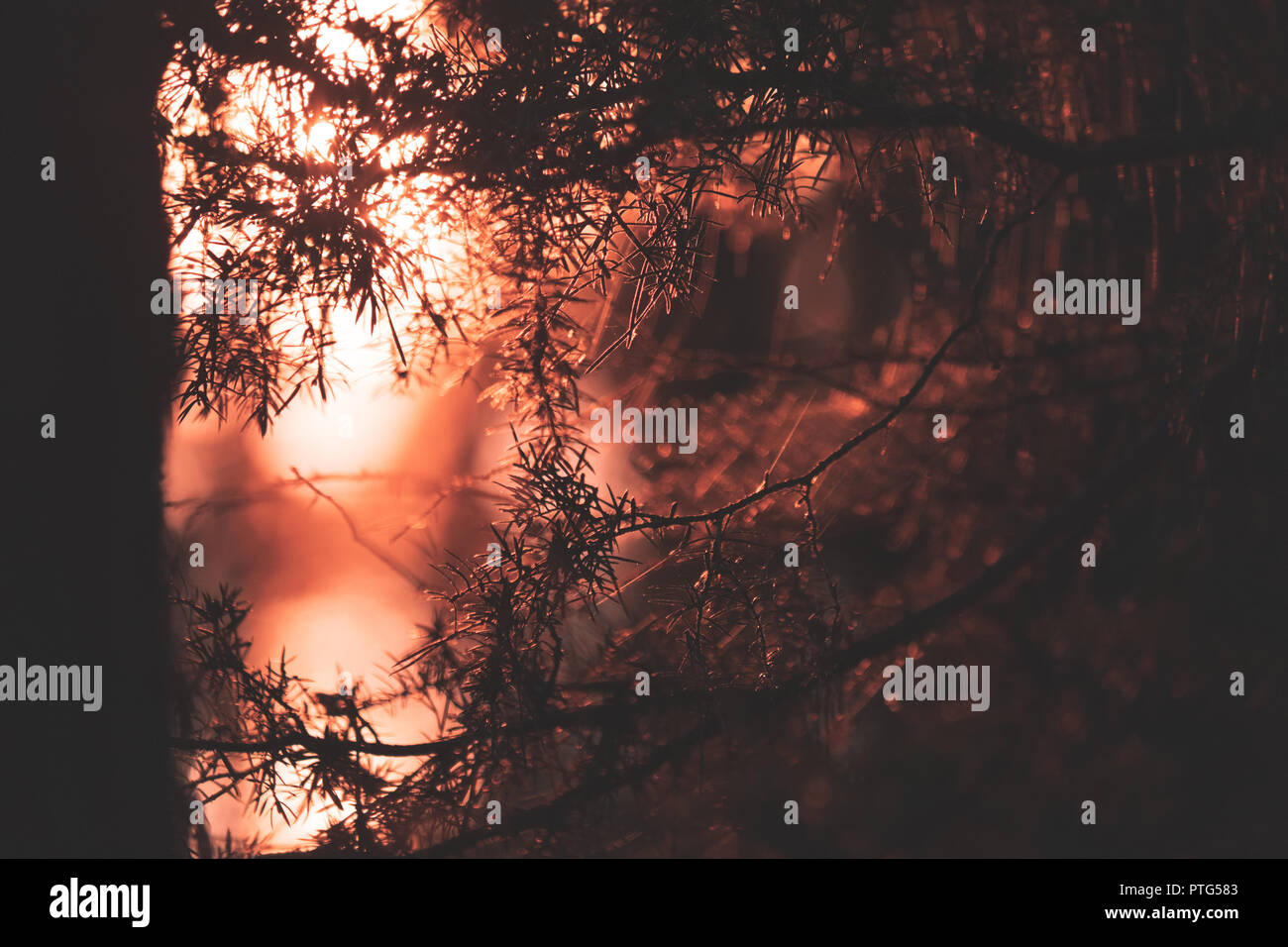 colorful sunset by the lake with tree silhouettes and red sky in ...