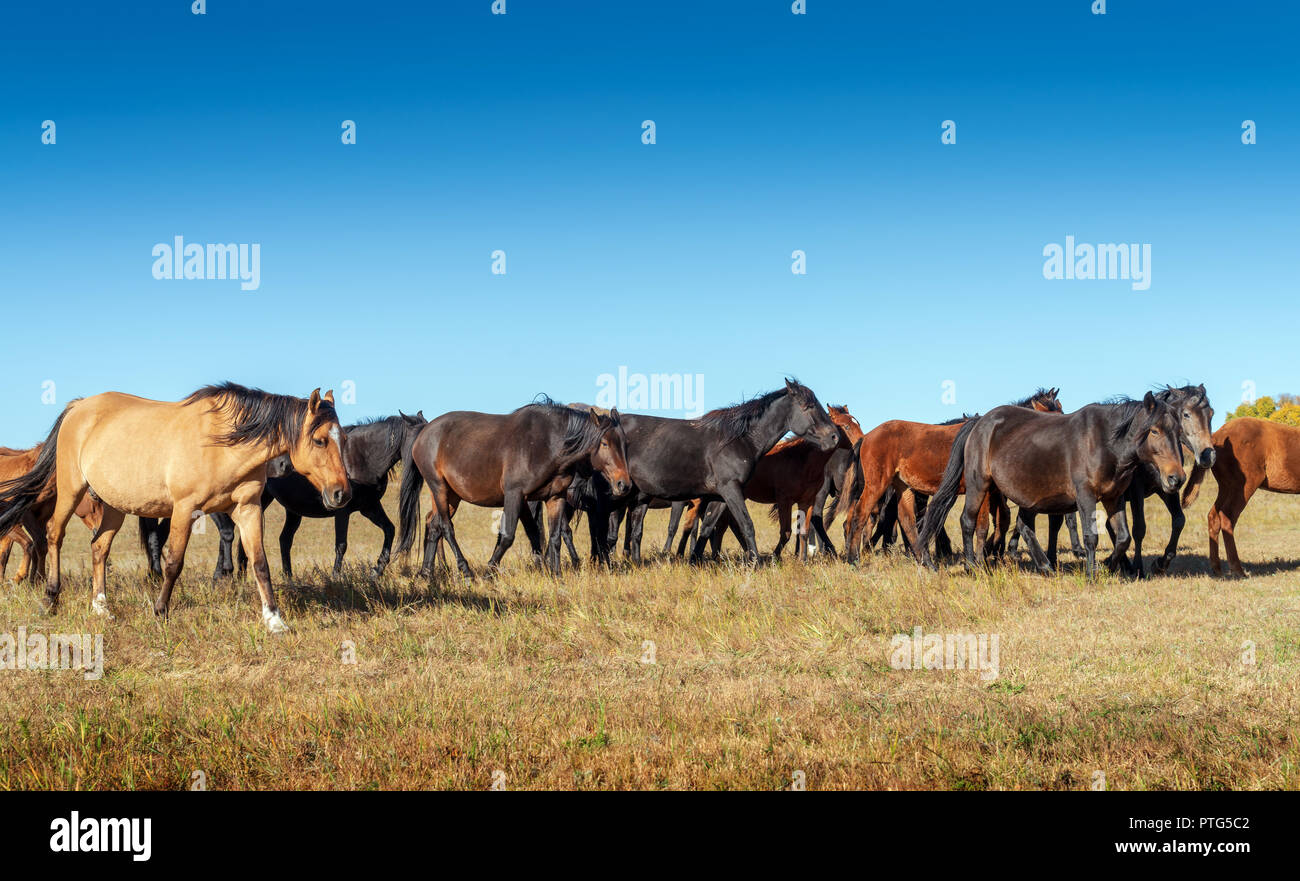Beautiful scenery wild horses steppe hi-res stock photography and ...