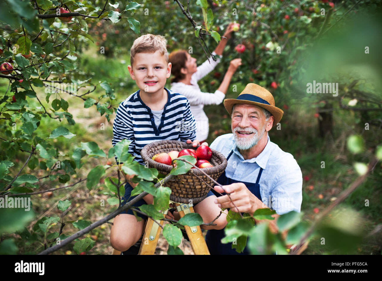 Boy picking eating fresh apples hi-res stock photography and images - Alamy