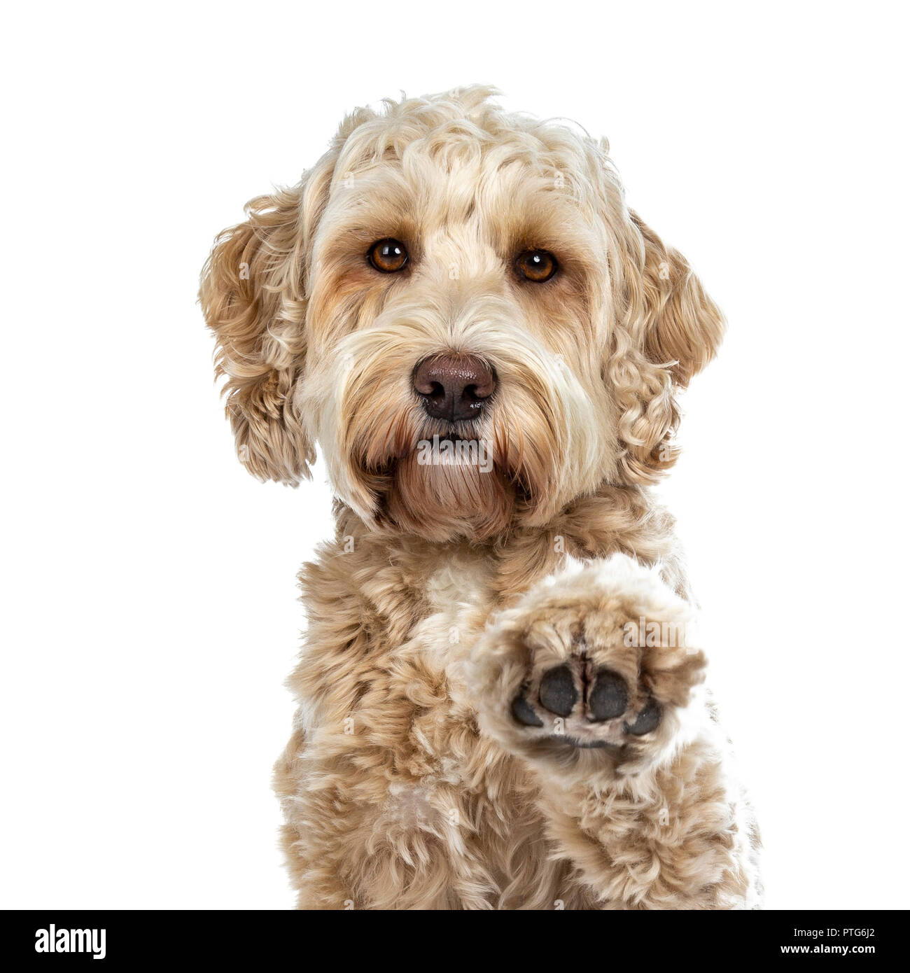 Head shot of pretty golden adult Labradoodle dog doing high five paw ...