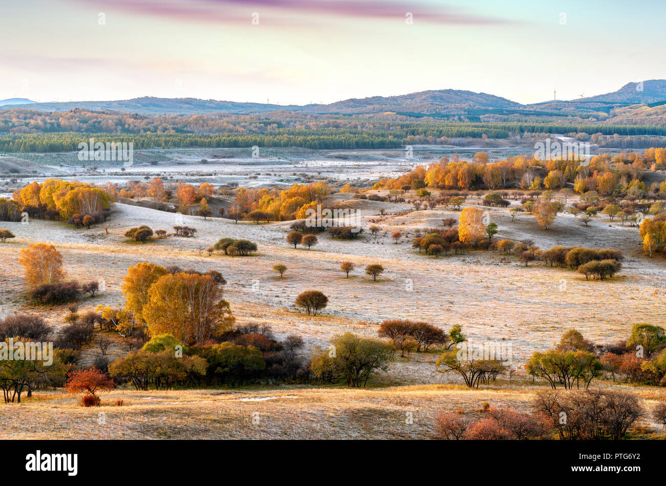 Grassland and birch forest, Inner Mongolia, China Stock Photo - Alamy