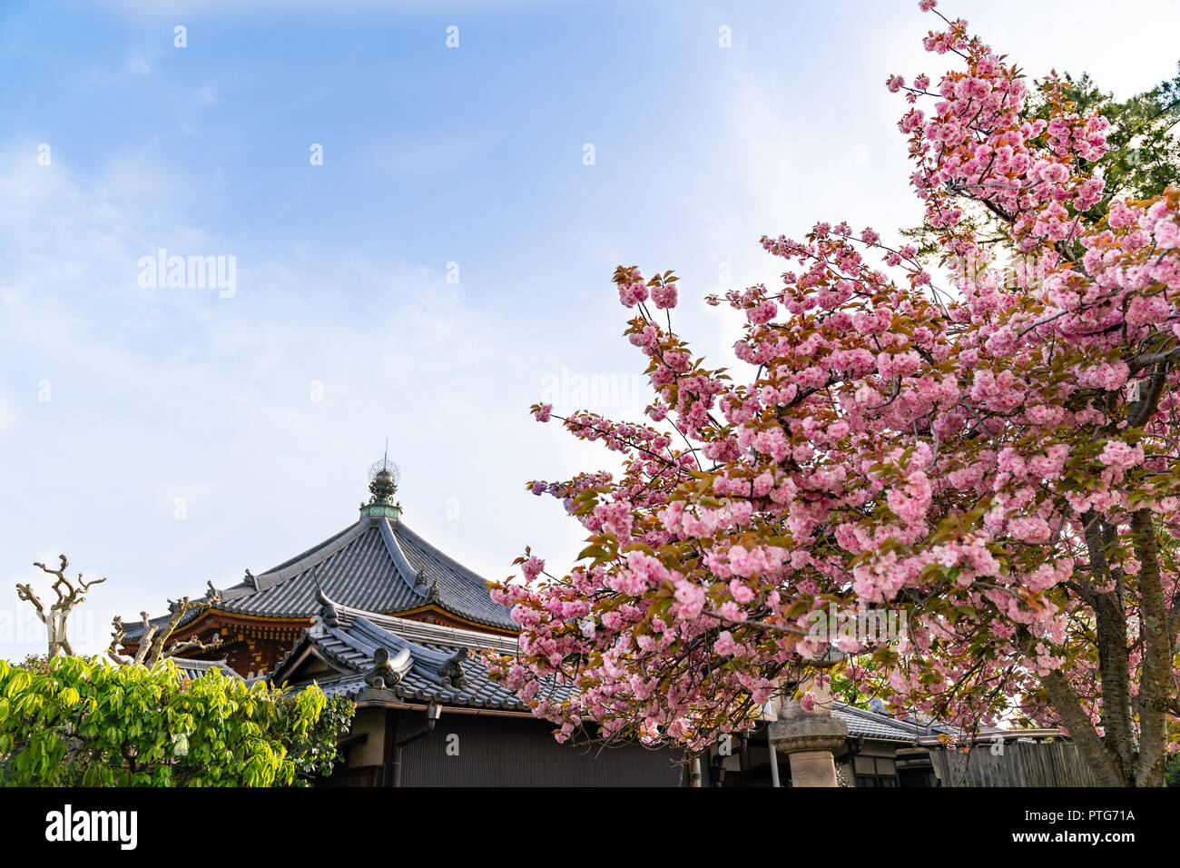 Japanese traditional temple with beautiful pink sakura tree in a sunny ...
