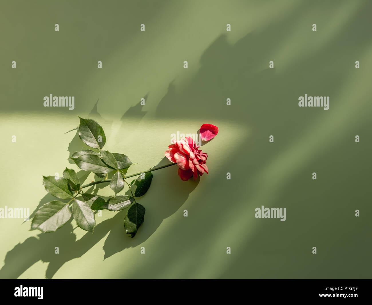 lonely sprig of roses. flower. minimalism Stock Photo - Alamy