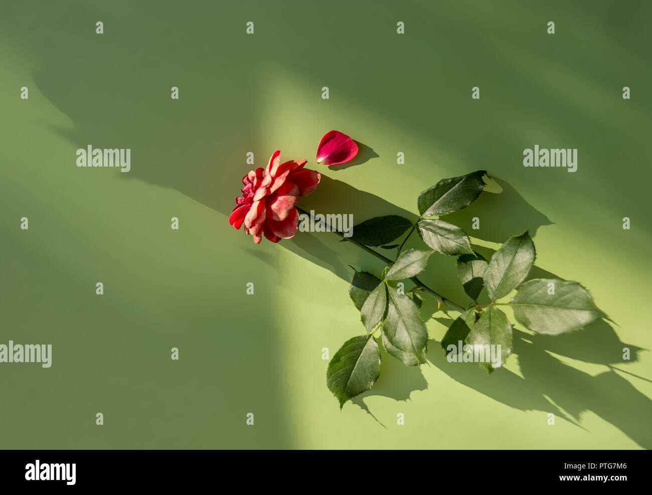 lonely sprig of roses. flower. minimalism Stock Photo - Alamy