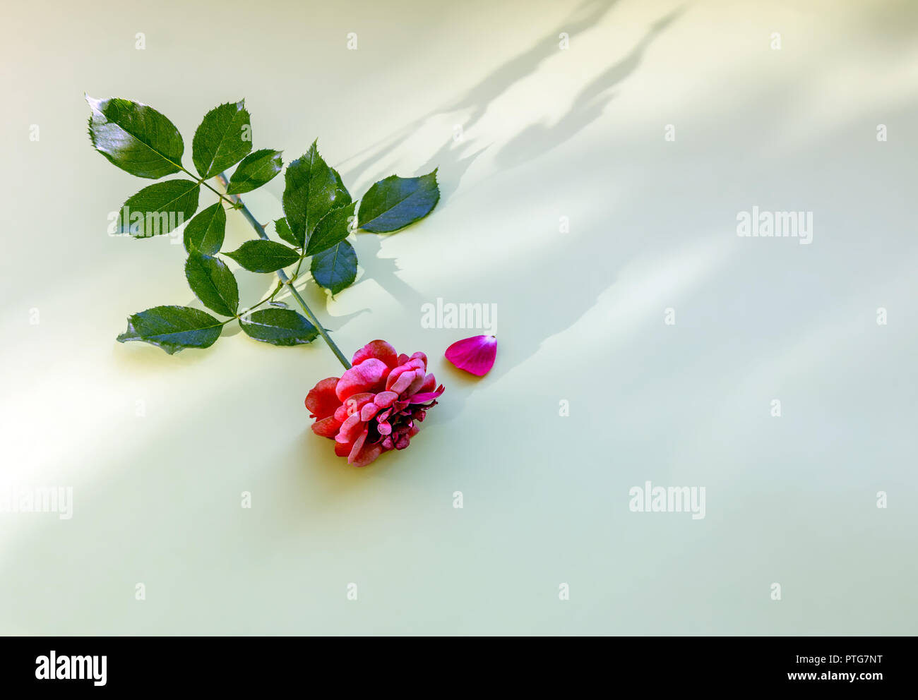 Sprig of roses hi-res stock photography and images - Alamy
