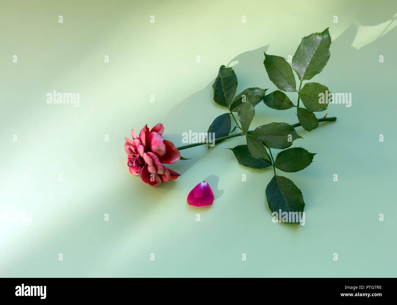 Sprig of roses hi-res stock photography and images - Alamy
