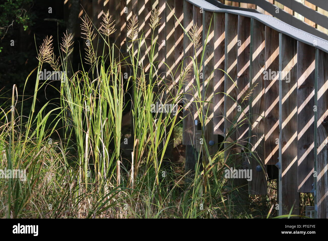 sunlight creating shadow pattern on foot bridge over marsh Stock Photo ...