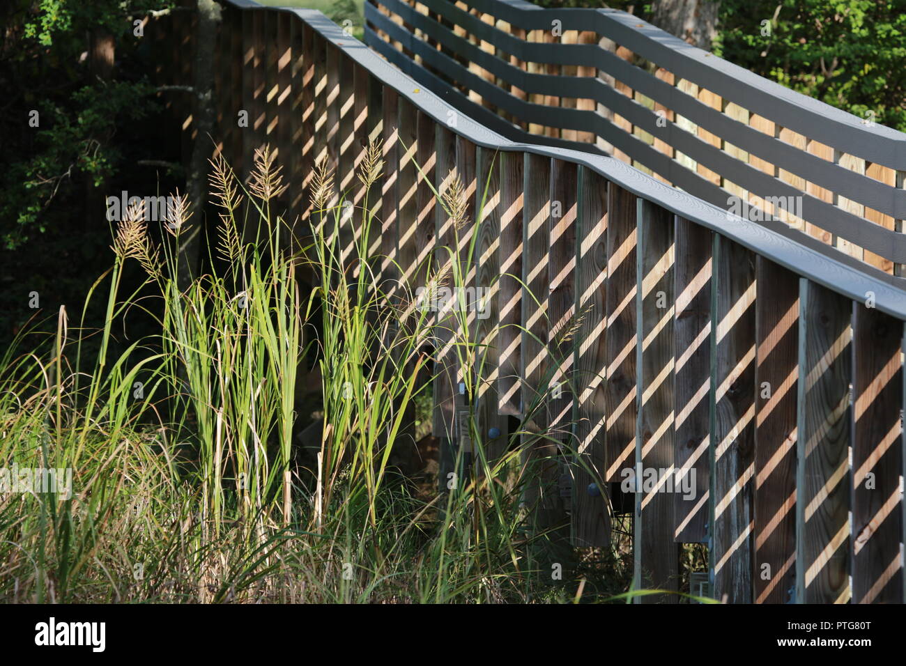 sunlight creating shadow pattern on foot bridge over marsh Stock Photo ...