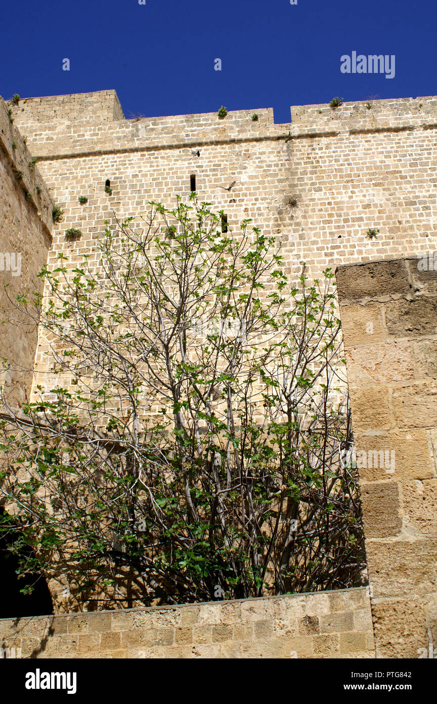 The Tree in the Wall of the historic Akko, Israel Stock Photo - Alamy