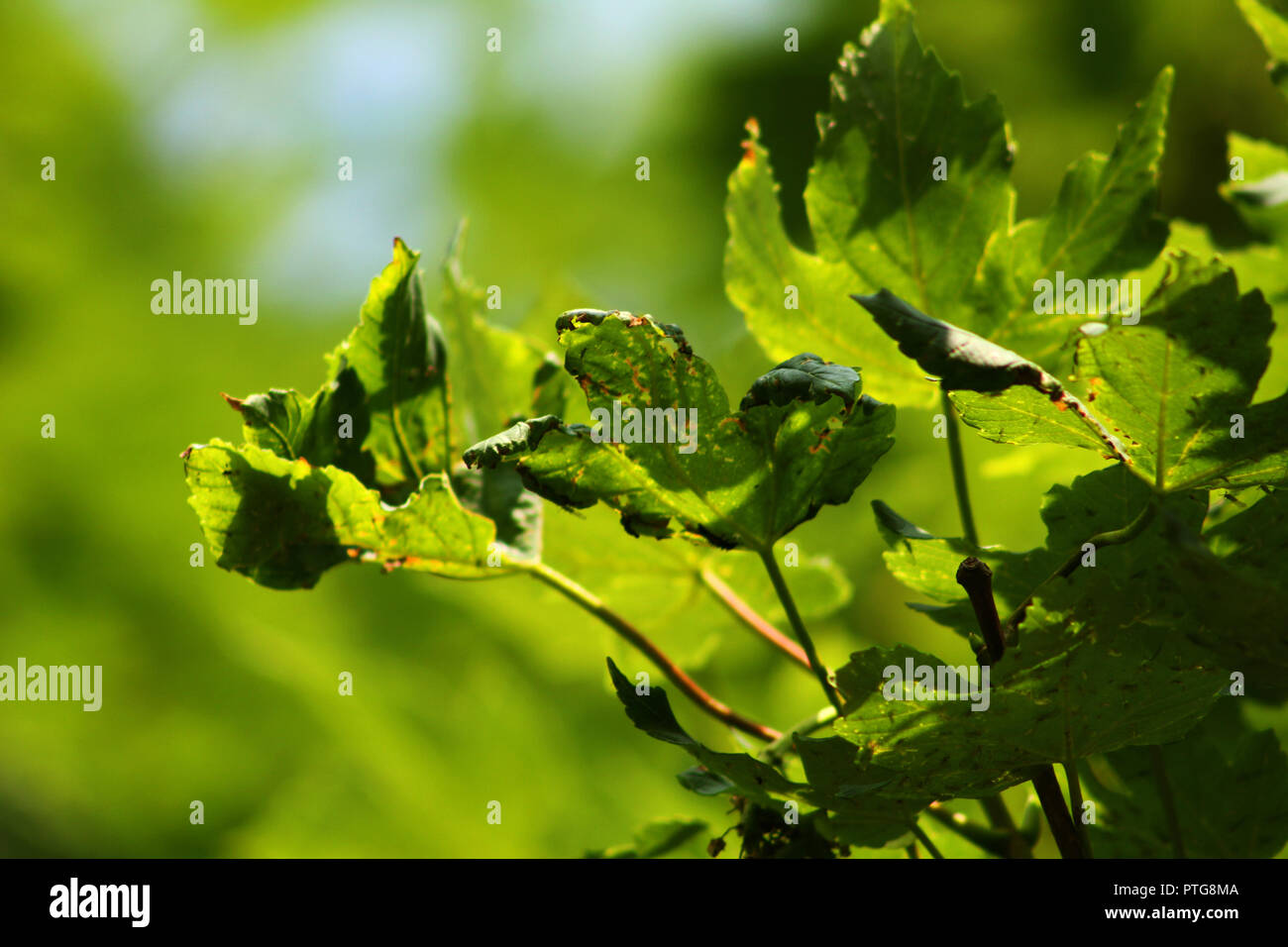 Green, fresh leaves showcasing the beauty of nature Stock Photo - Alamy