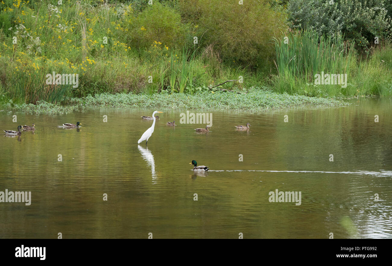 Open ducks hi-res stock photography and images - Alamy