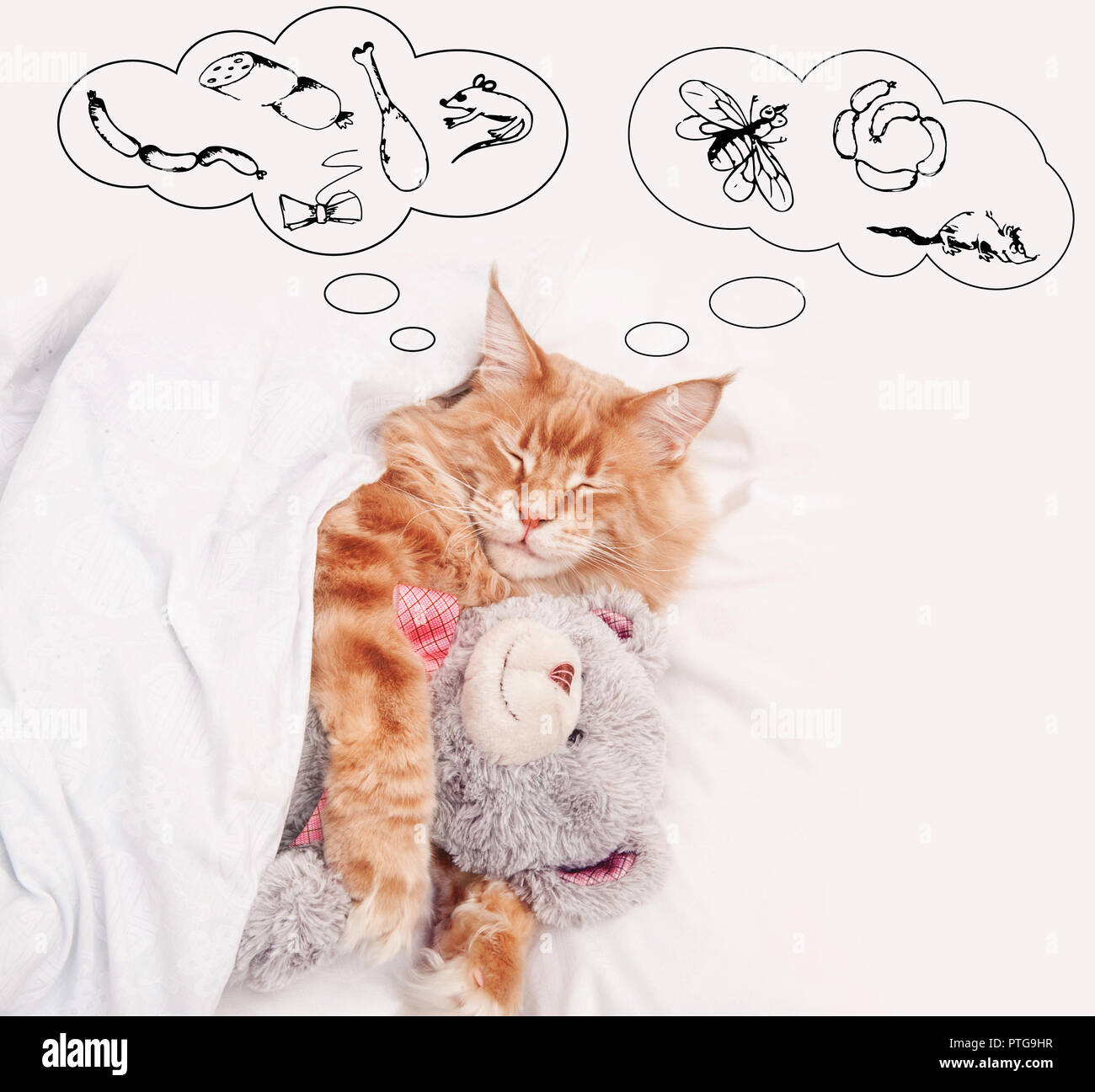 Red cat Maine Coon dreams in bed with Teddy Bear Stock Photo - Alamy