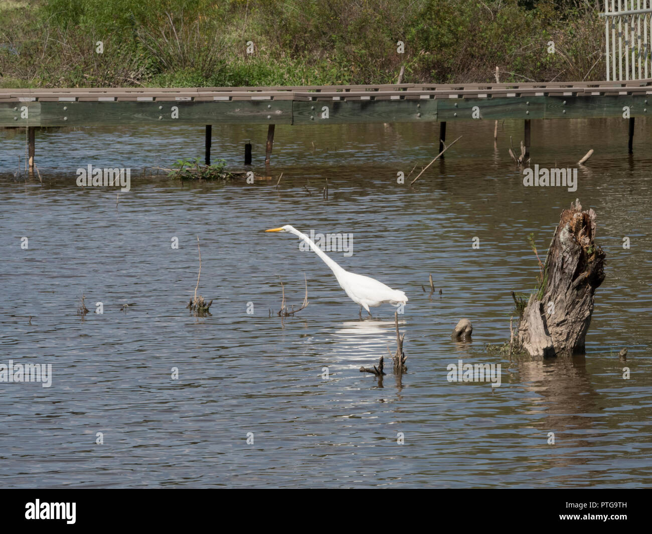 Great egret hunting in wetlands with boardwalk in background Stock ...