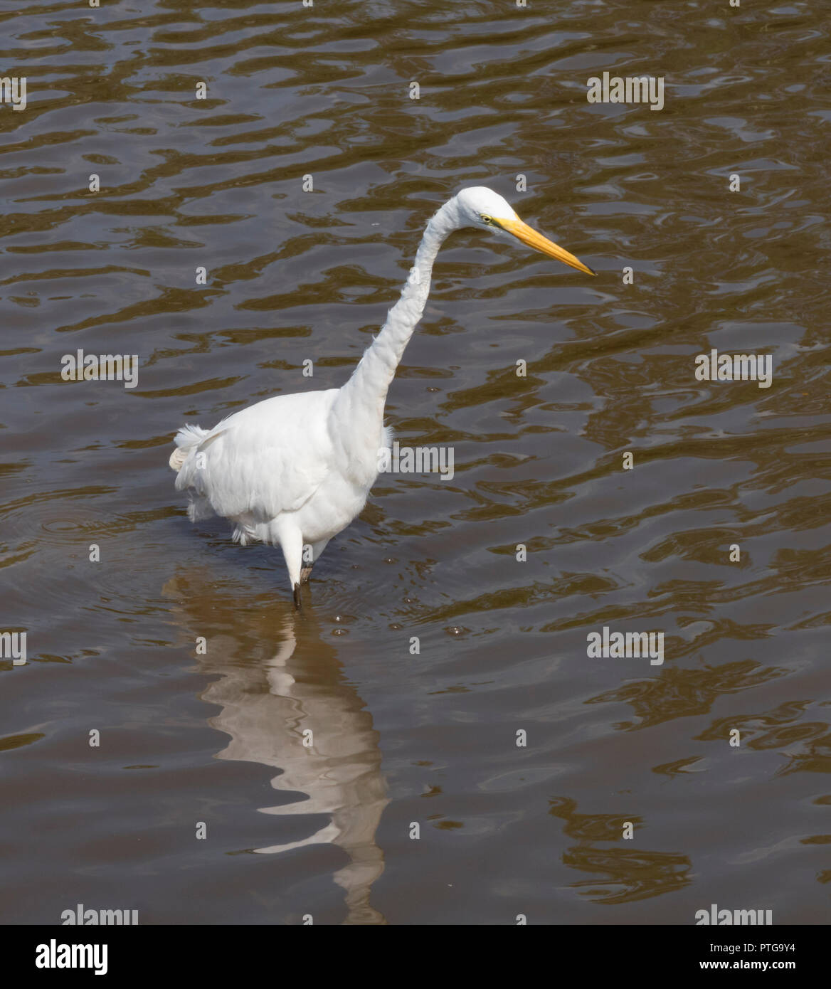 Great egret hunting in wetlands Stock Photo - Alamy