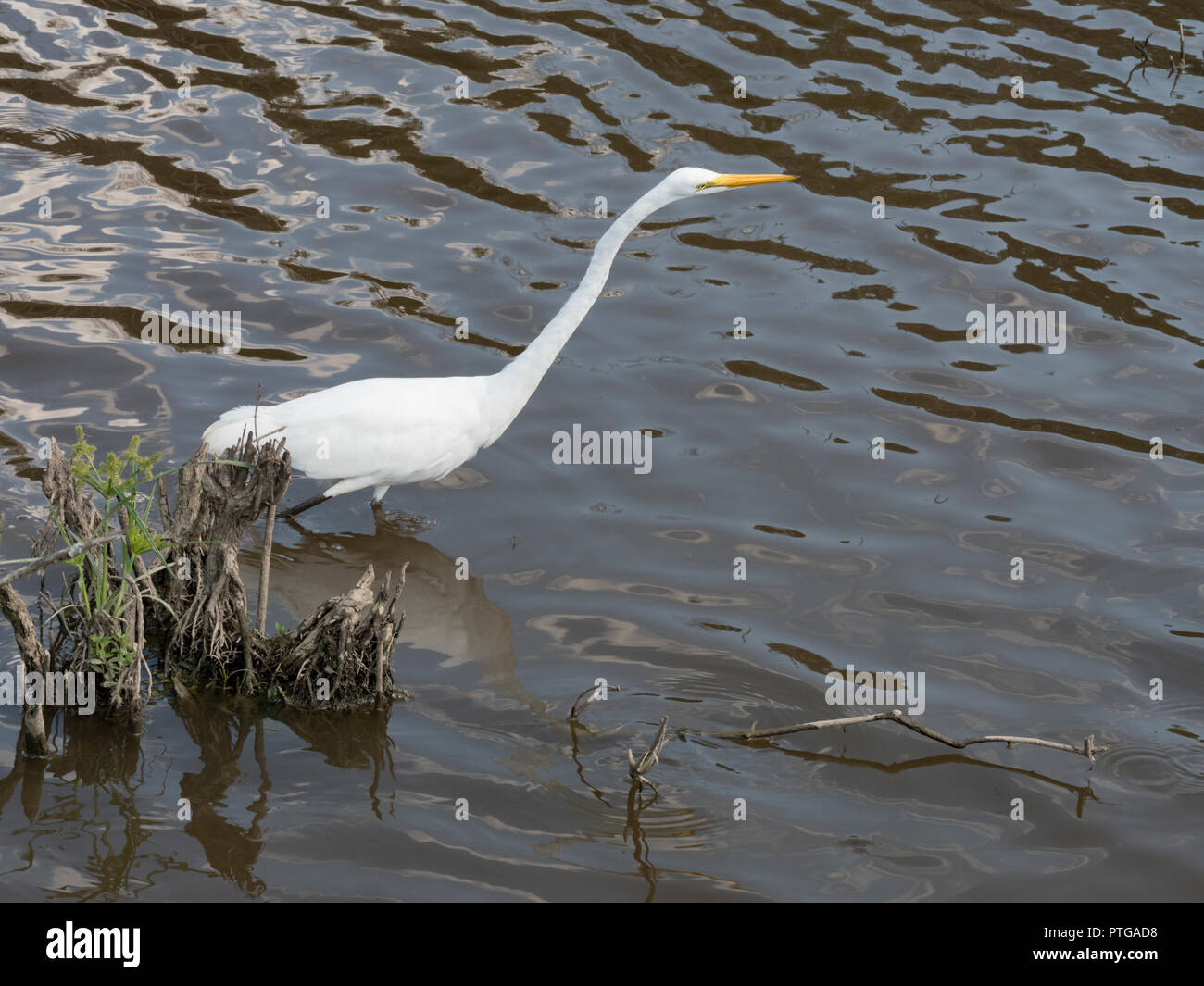 Great egret hunting in wetlands Stock Photo - Alamy