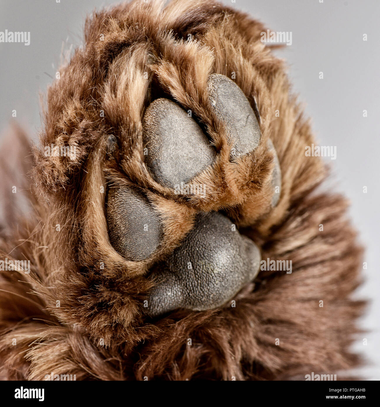 American cocker spaniels hi-res stock photography and images - Alamy