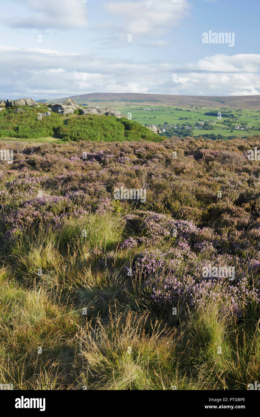 Ilkley moor heather flowering hi-res stock photography and images - Alamy