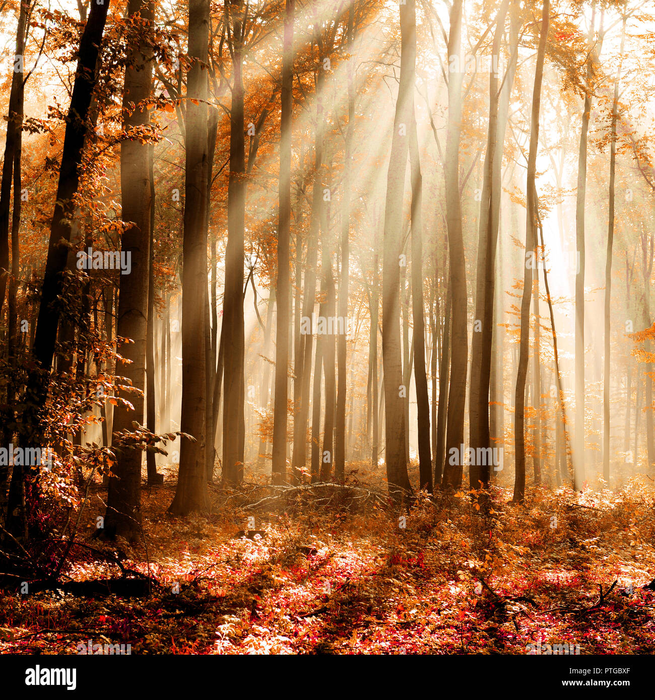 Beautiful morning in the forest Stock Photo - Alamy